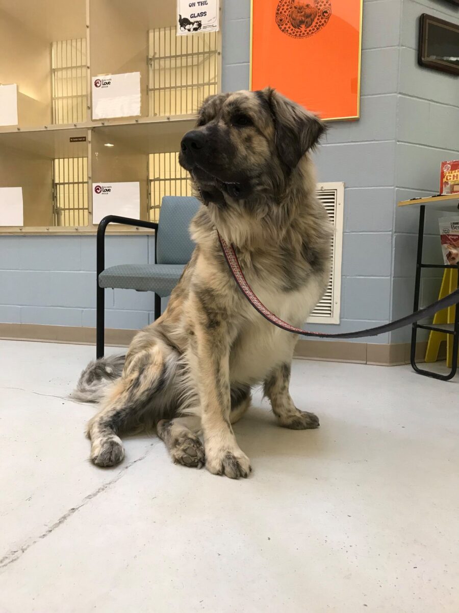 Winston’s Story – KVHS